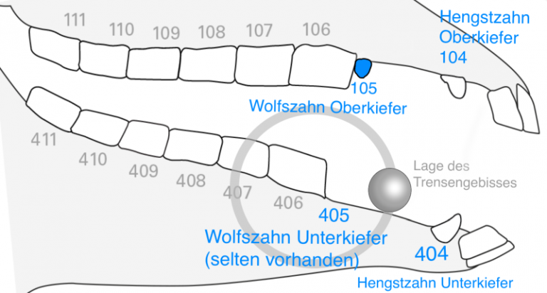 Wolfszahn Beim Pferd